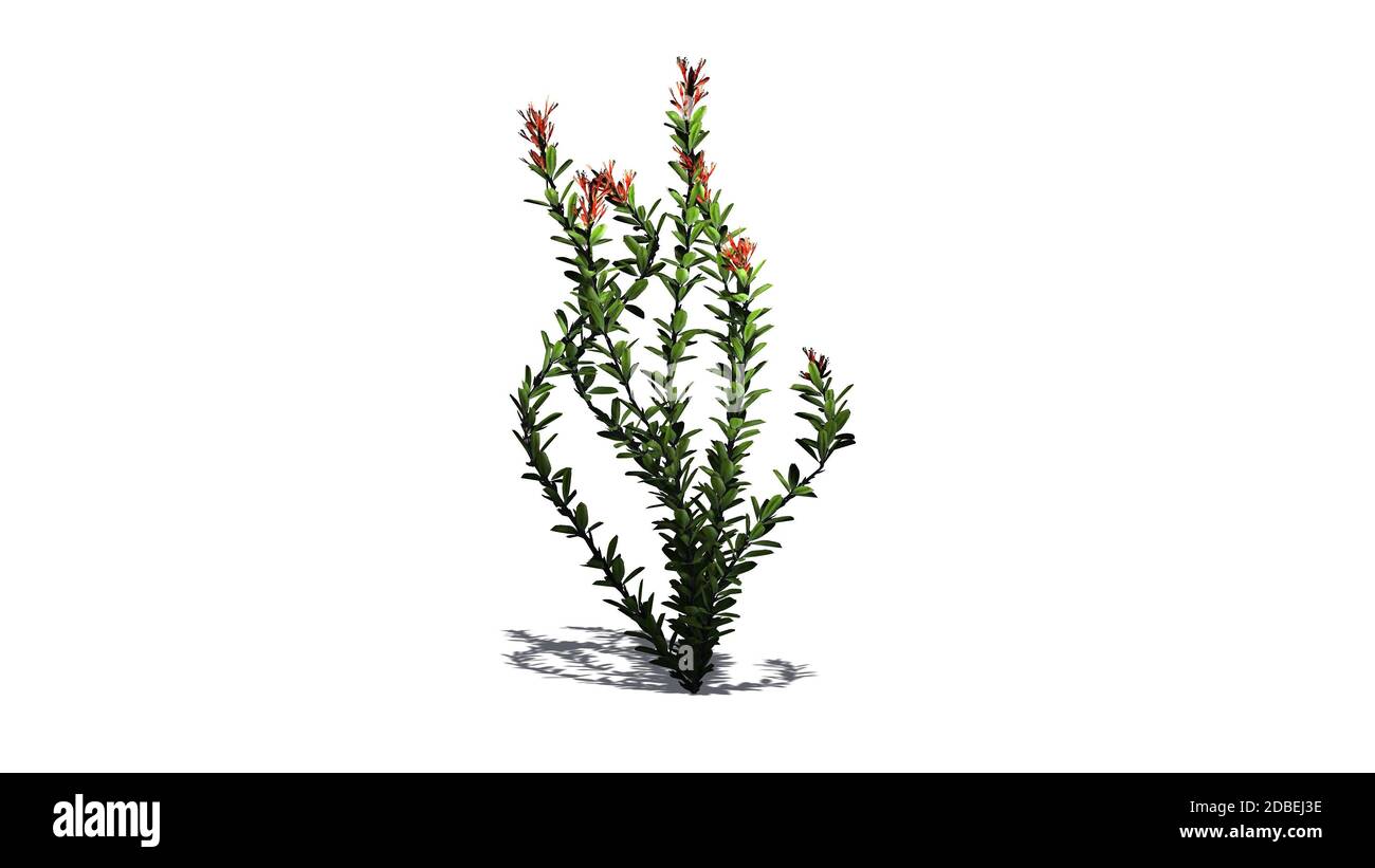 White arizona flowers Cut Out Stock Images & Pictures - Alamy