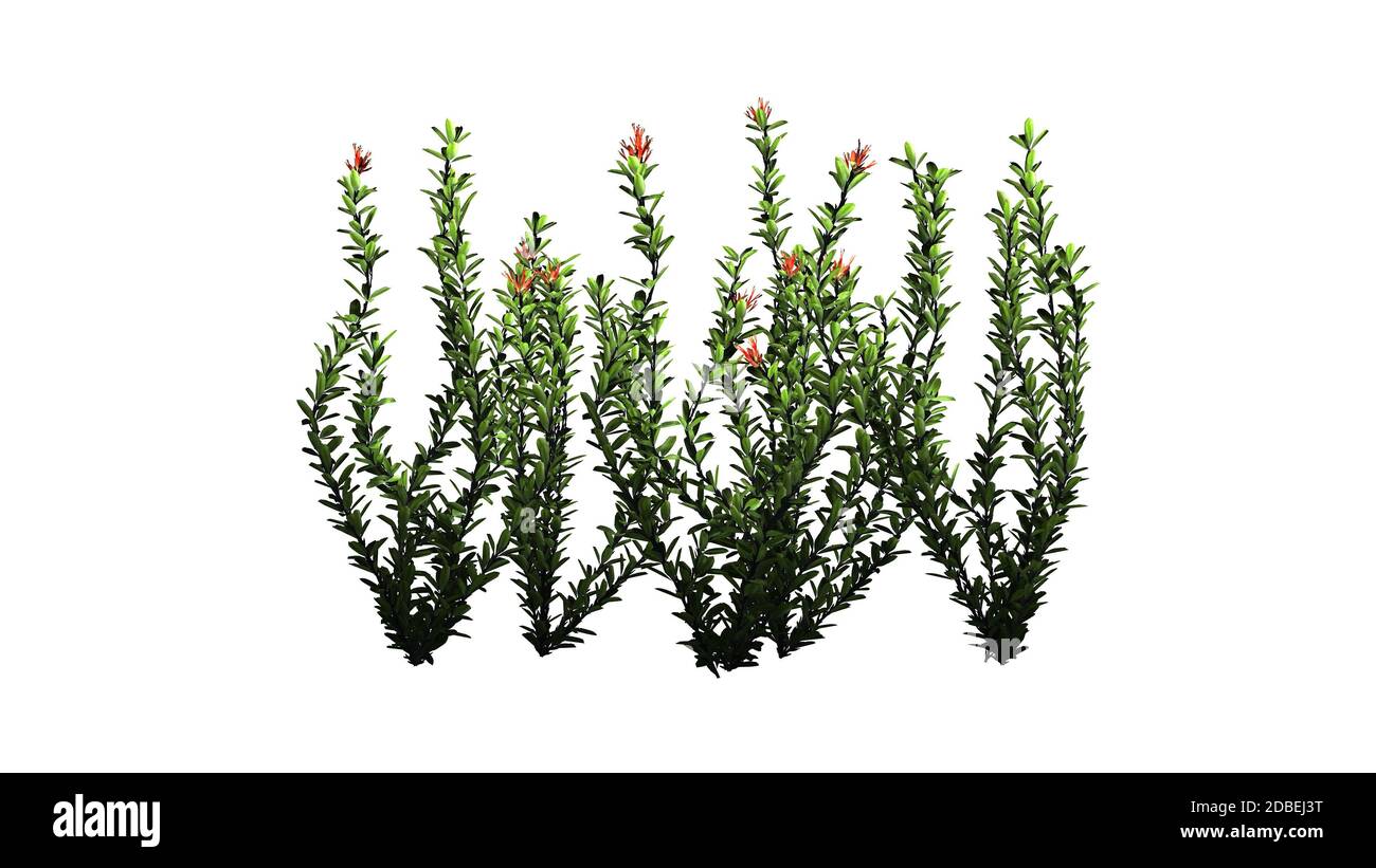 White arizona flowers Cut Out Stock Images & Pictures - Alamy