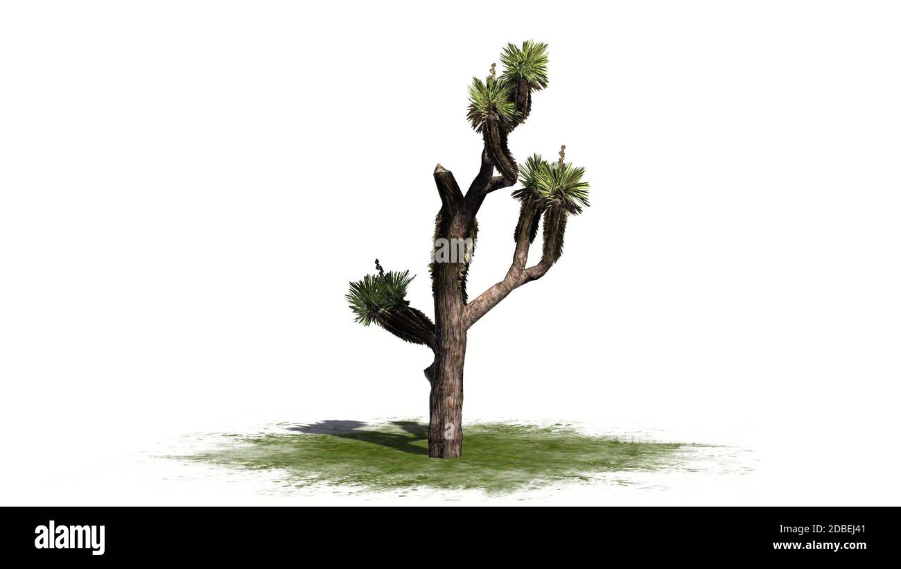 Joshua Tree on white background Stock Photo - Alamy