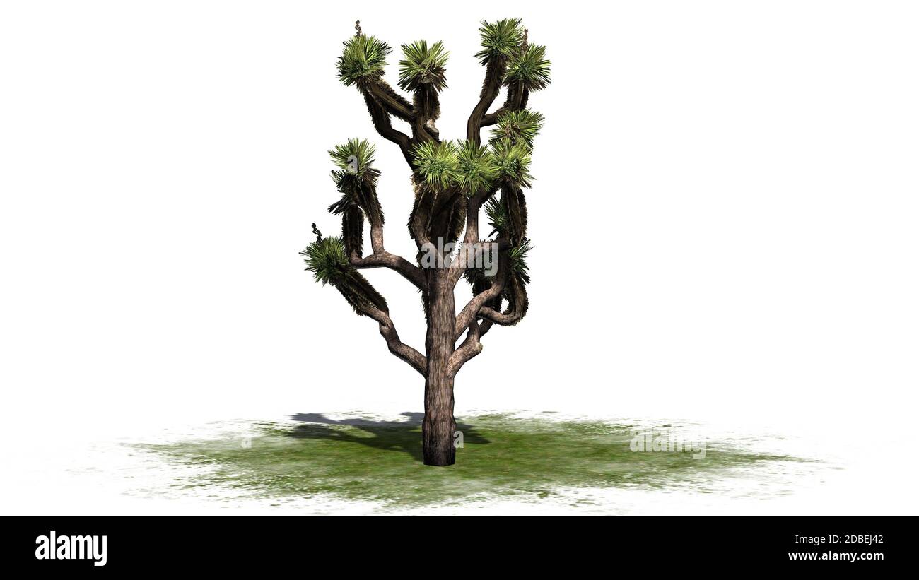Joshua Tree on white background Stock Photo - Alamy