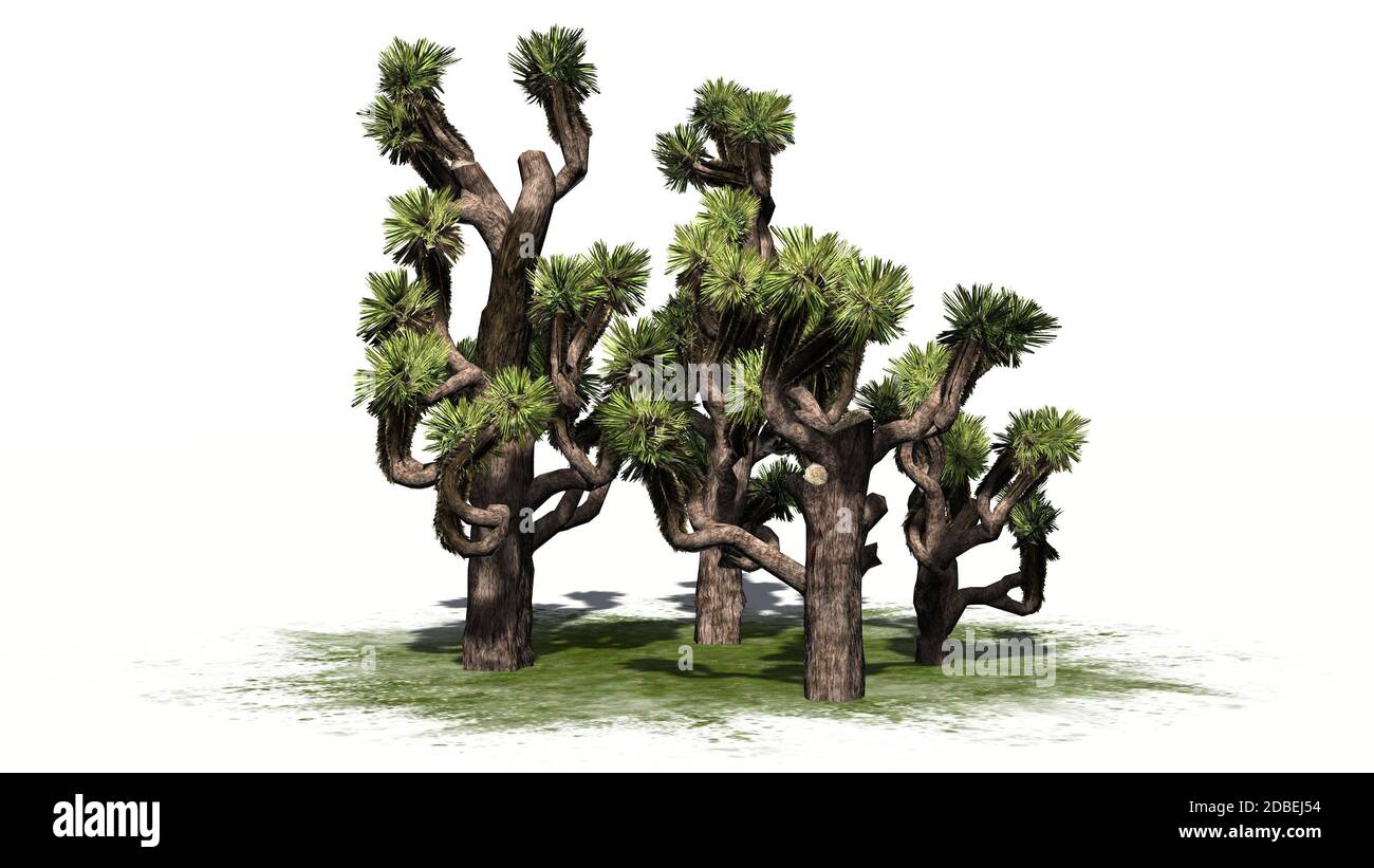 Joshua Tree cluster on white background Stock Photo - Alamy