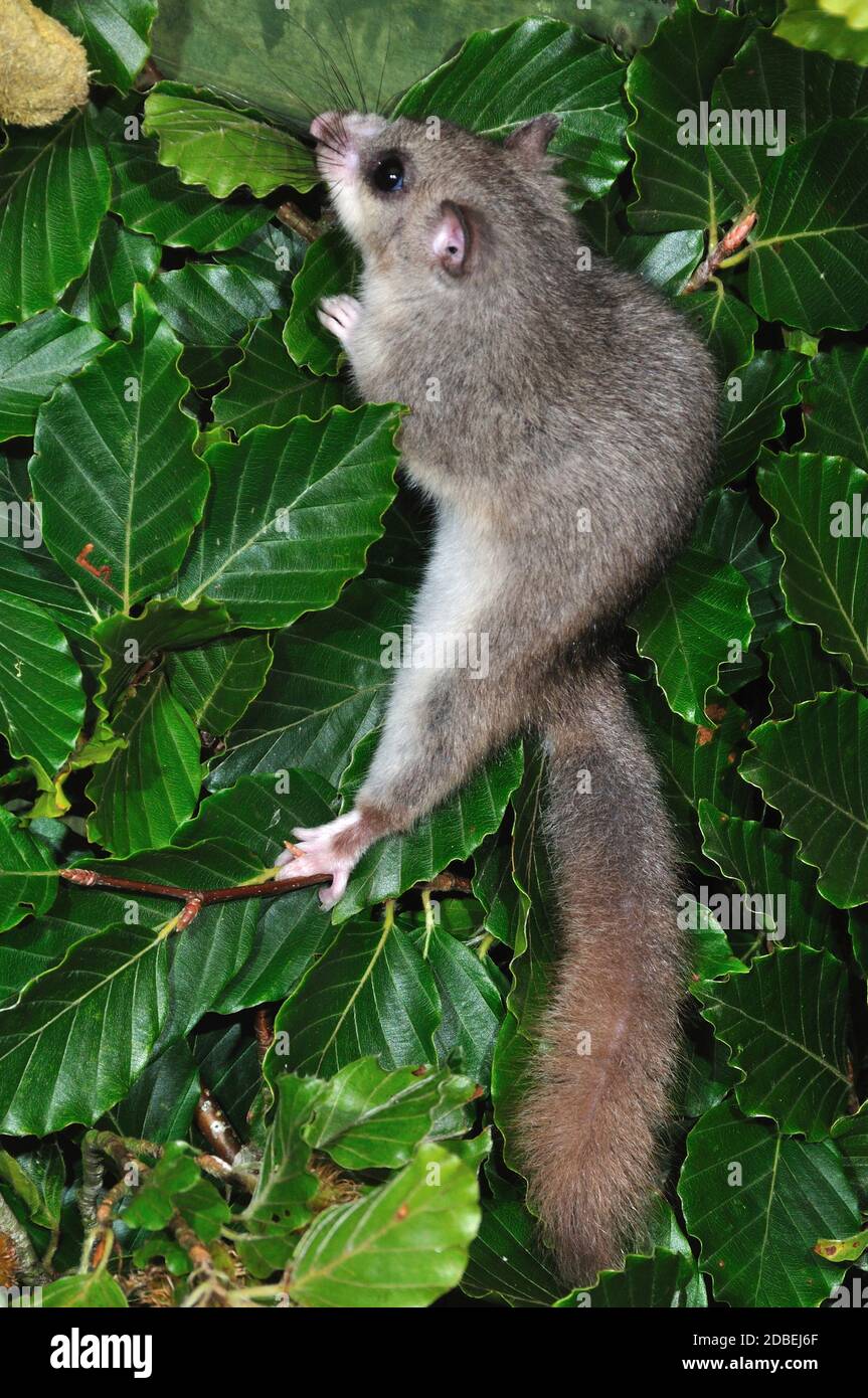 Edible dormouse climbing hi-res stock photography and images - Alamy