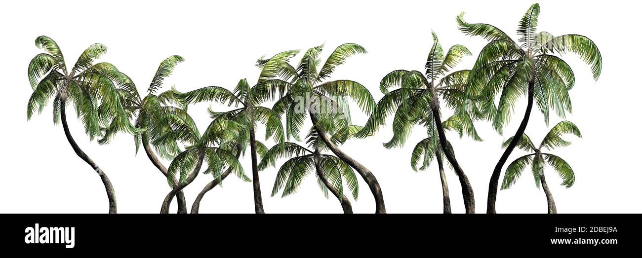 Palm trees tropical garden Cut Out Stock Images & Pictures - Alamy