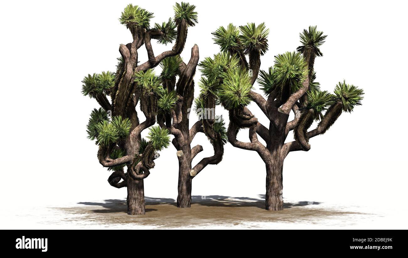 Joshua Tree cluster on white background Stock Photo - Alamy