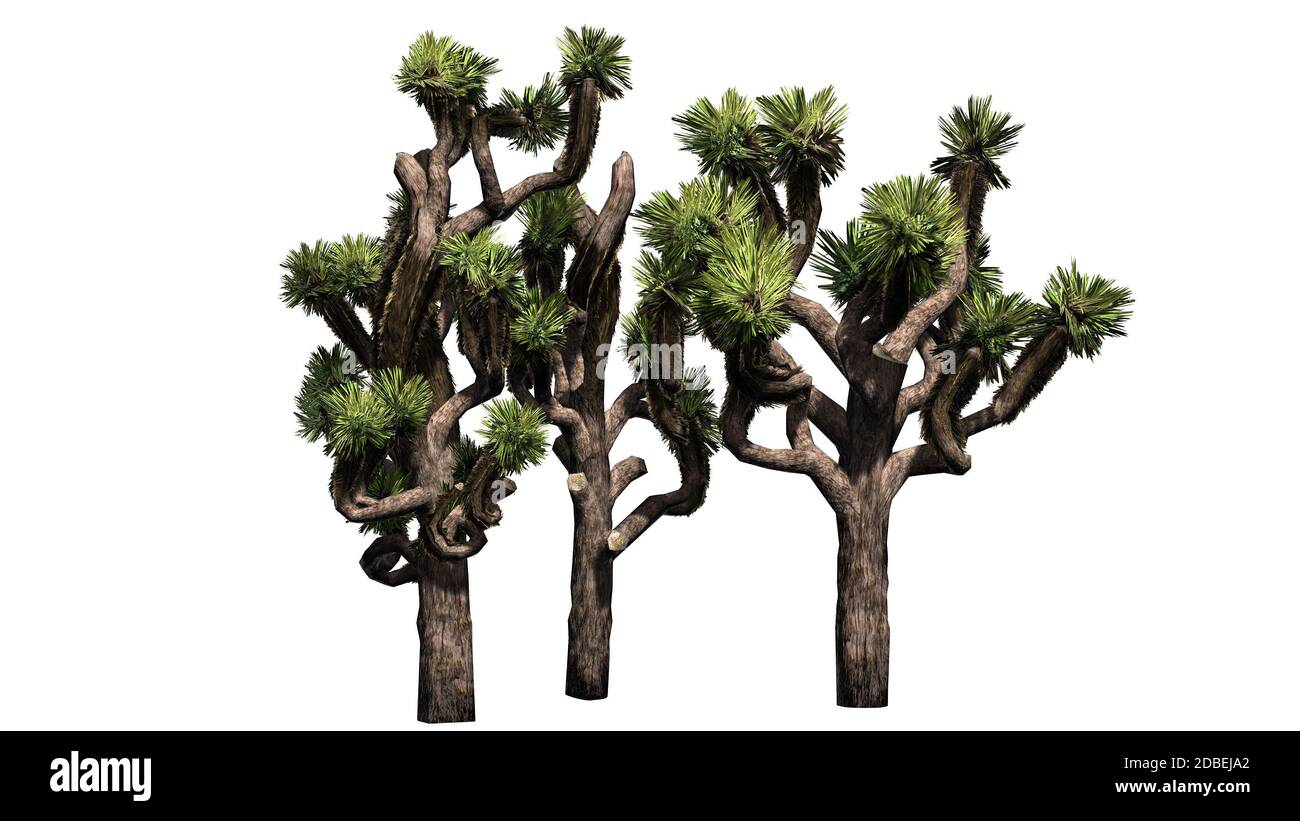 Joshua Tree cluster on white background Stock Photo - Alamy