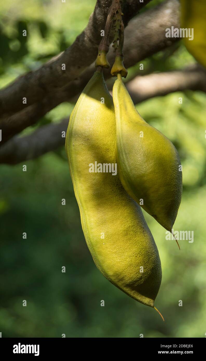 Large Tree Seed Pods High Resolution Stock Photography and Images - Alamy