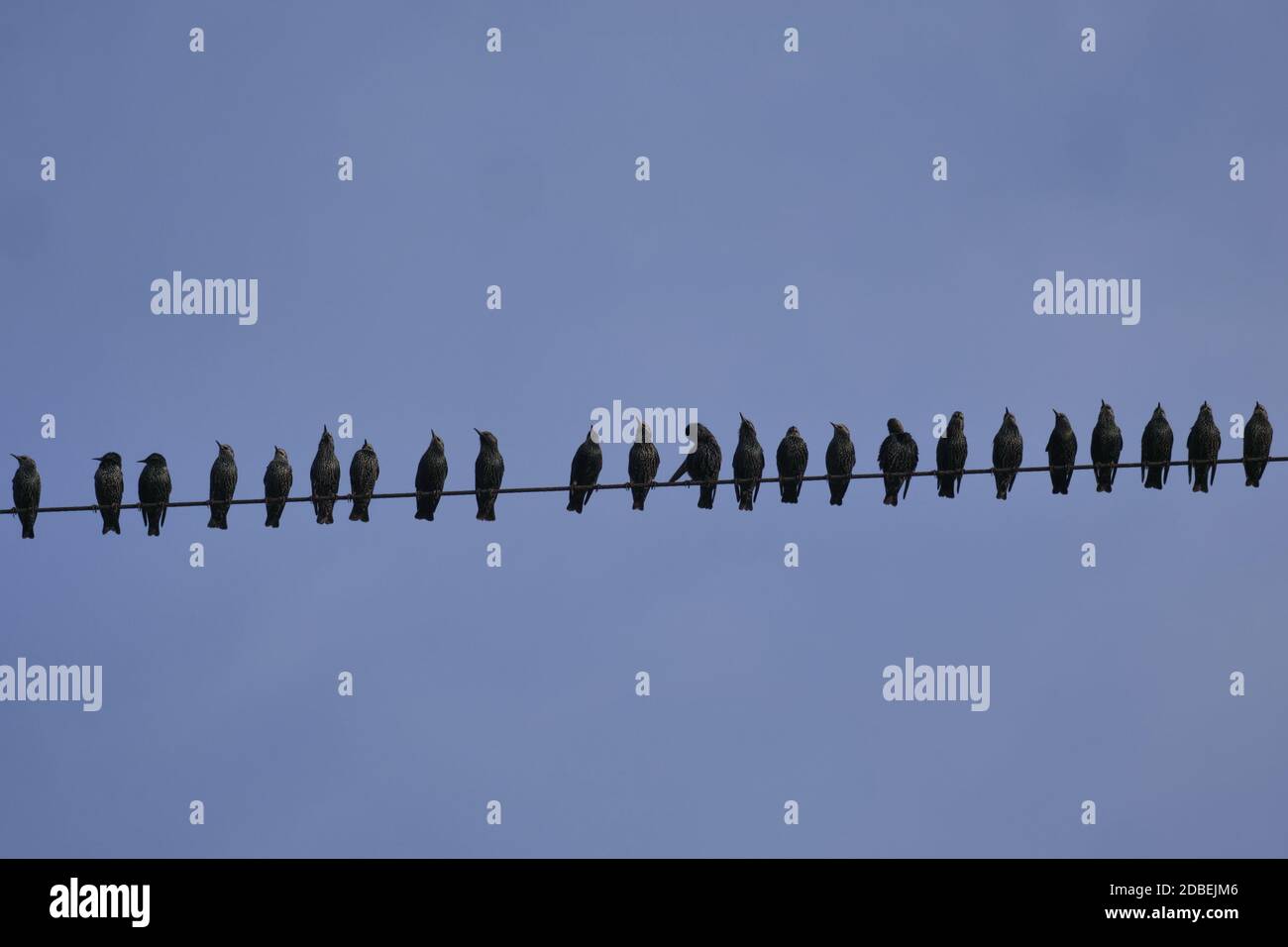 A huge flock of birds flies over a cable Stock Photo - Alamy