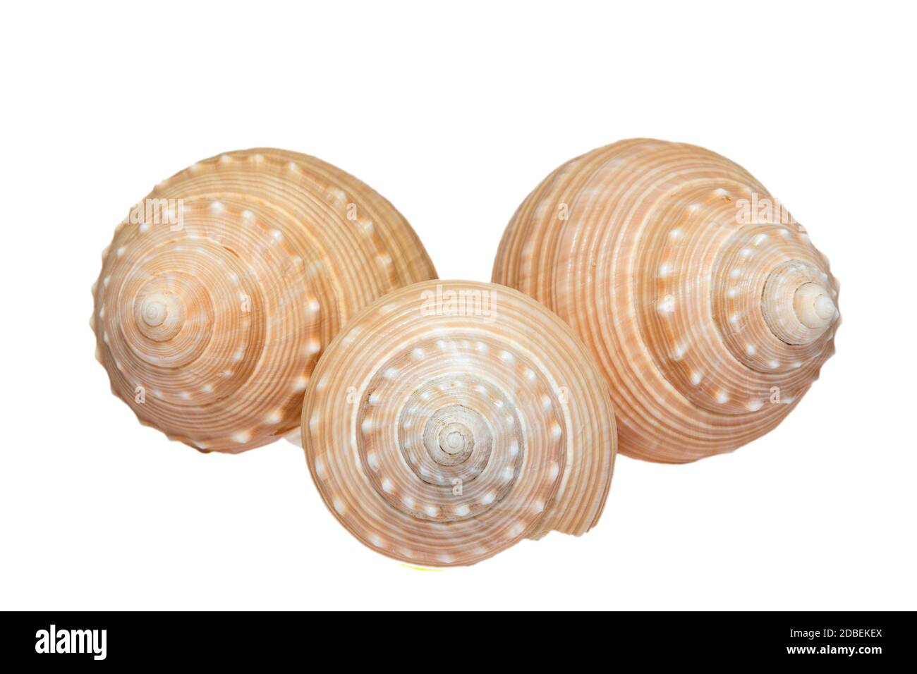 Some seashells of sea snail isolated on white background, close up ...