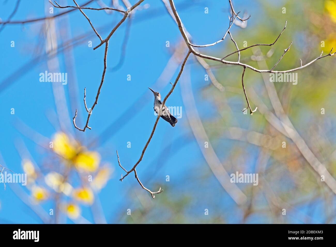 Hummingbird amazon rainforest hi-res stock photography and images - Alamy