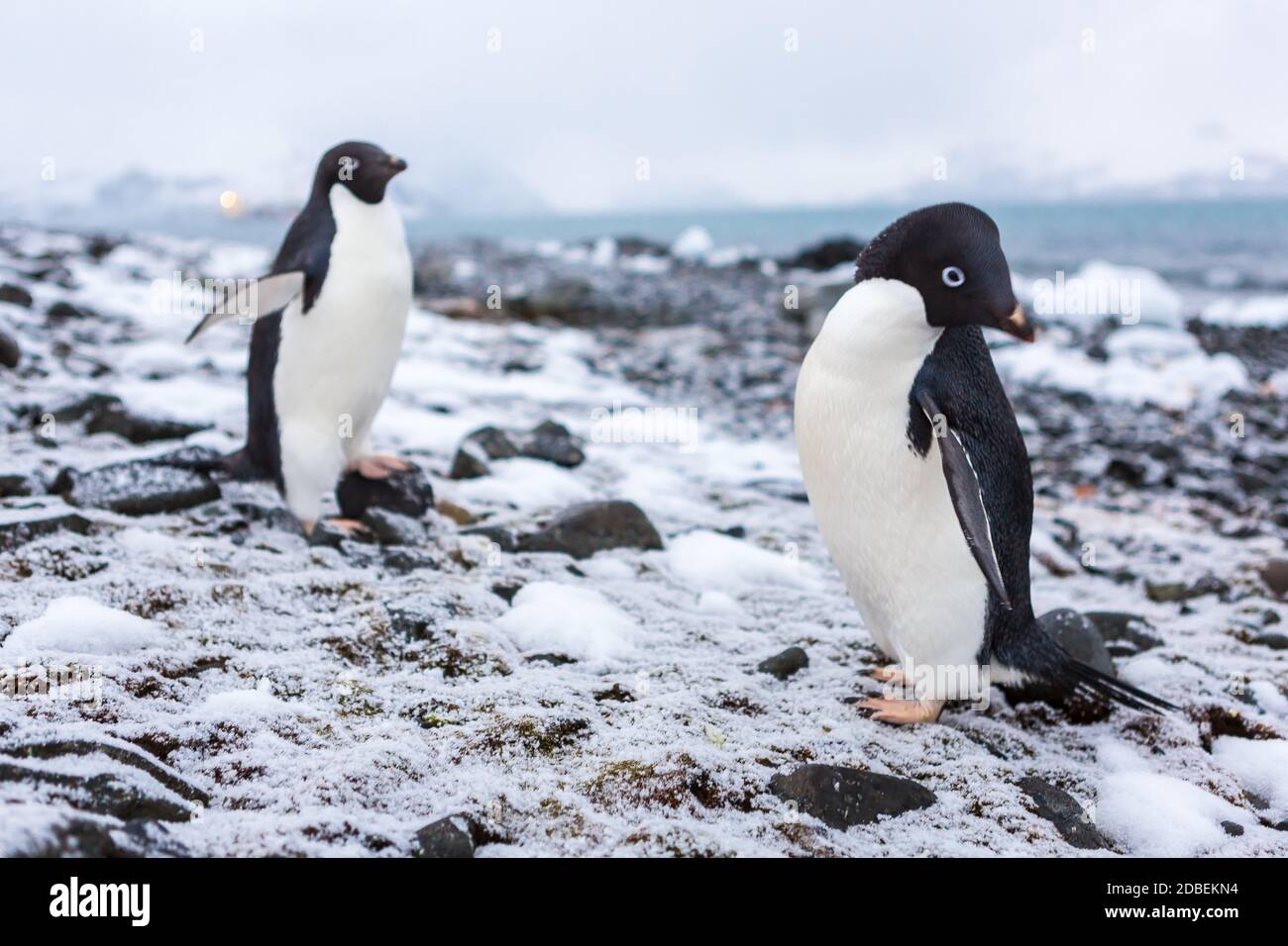 Antarctic Landscape With Penguins