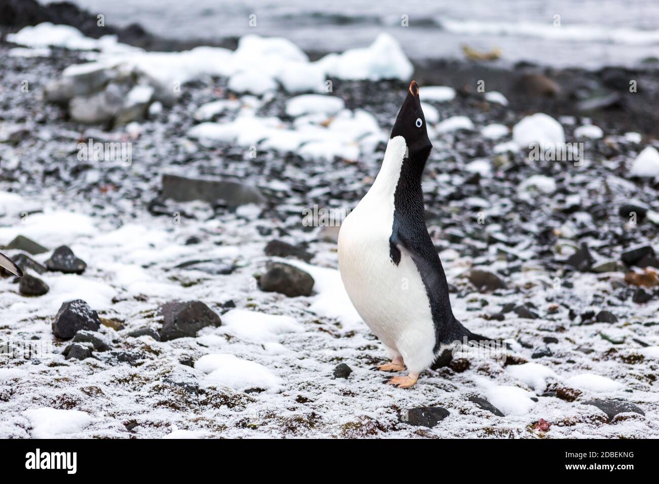 Beautiful landscape and scenery in Antarctica. Freezing Stock Photo - Alamy