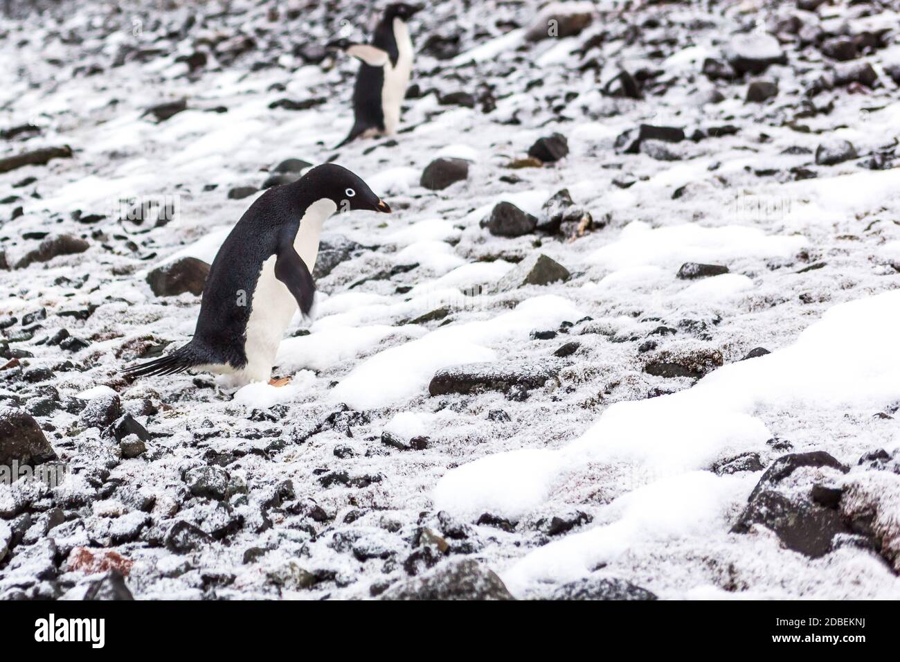 Beautiful landscape and scenery in Antarctica. Freezing Stock Photo - Alamy