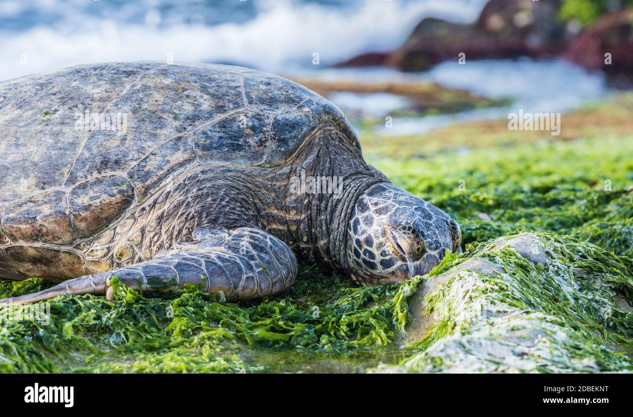 Giant Green Sea Turtle Resting Stock Photo - Alamy