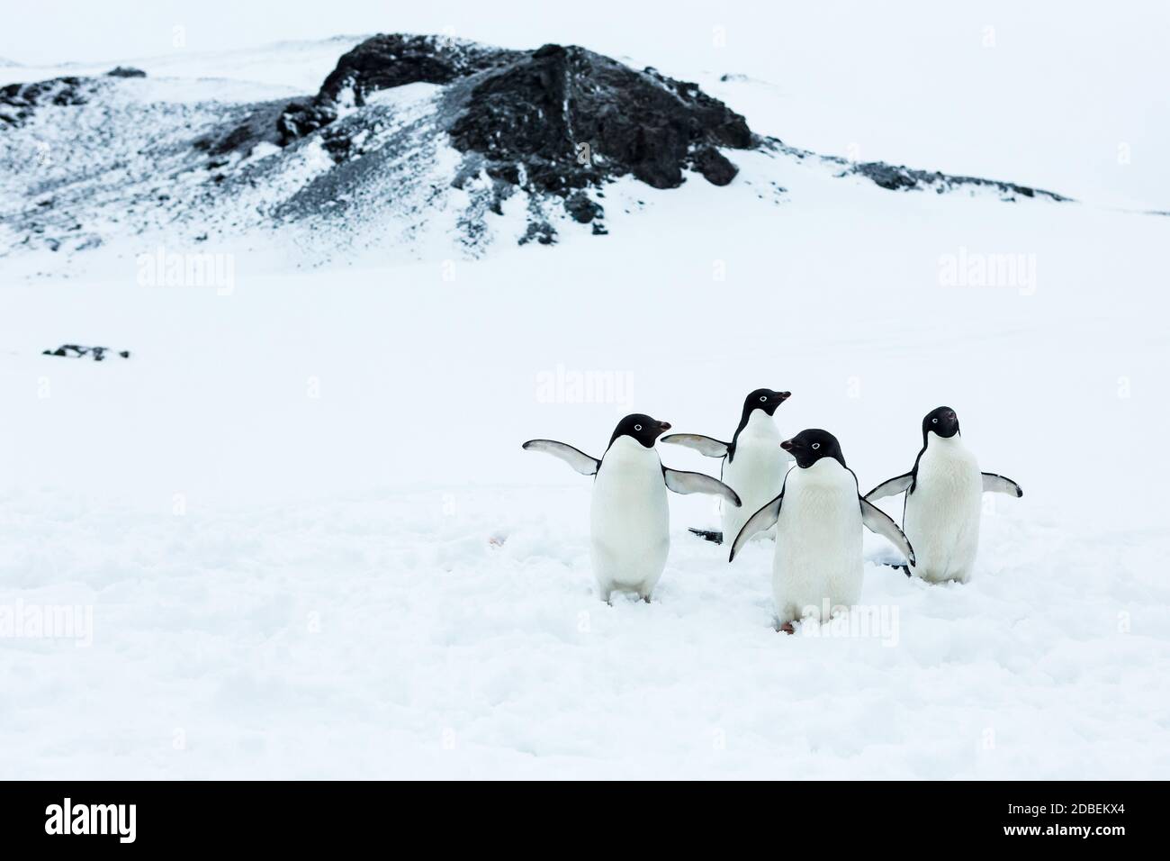 Beautiful landscape and scenery in Antarctica. Freezing Stock Photo - Alamy