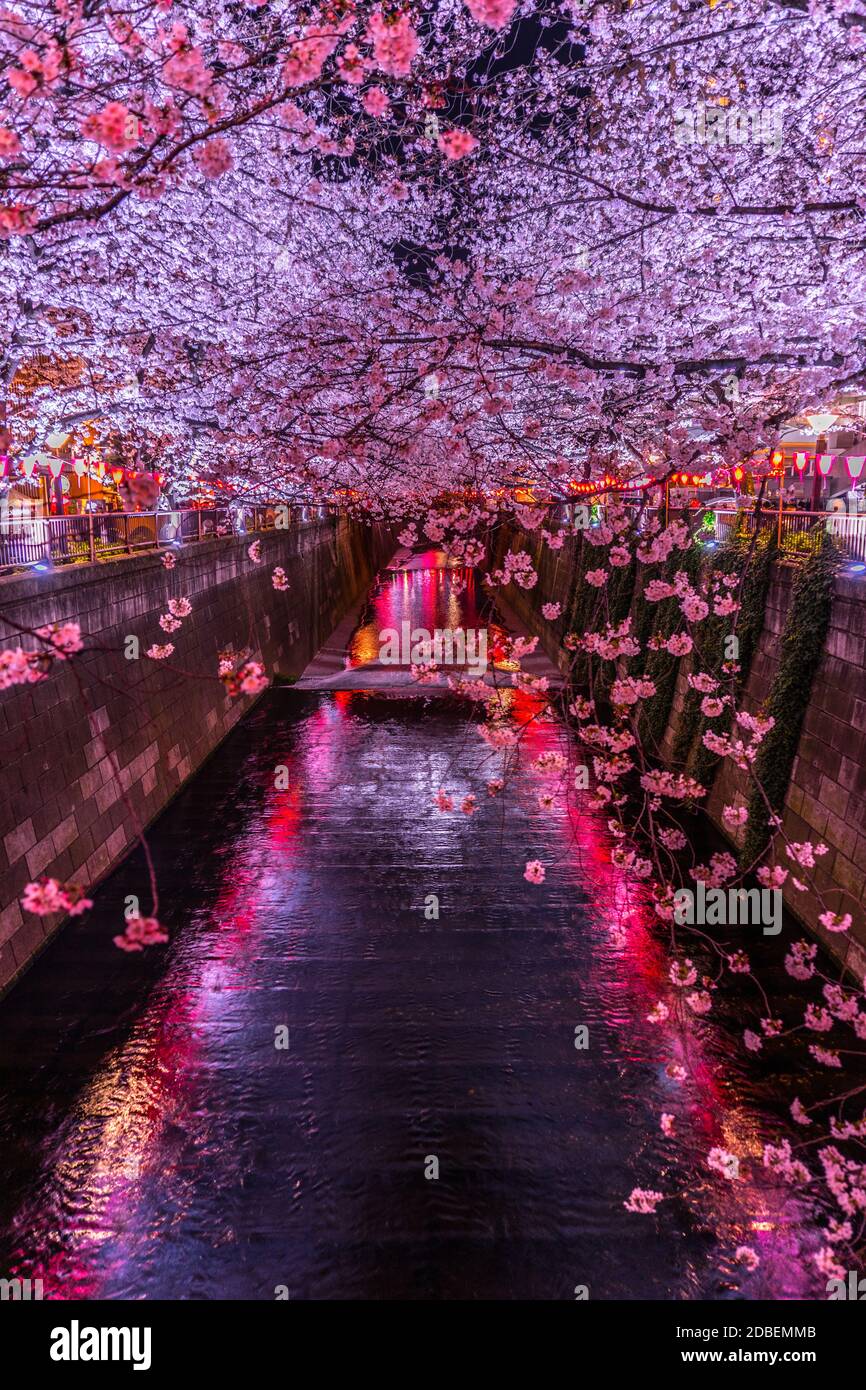 Cherry blossoms of the Meguro River. Shooting Location: Tokyo ...