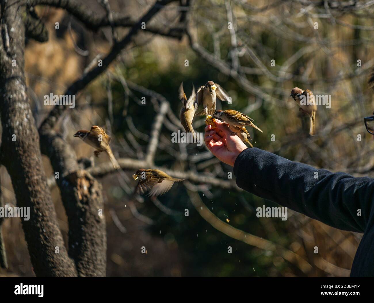 Feeding of the sparrow. Shooting Location: Tokyo metropolitan area ...