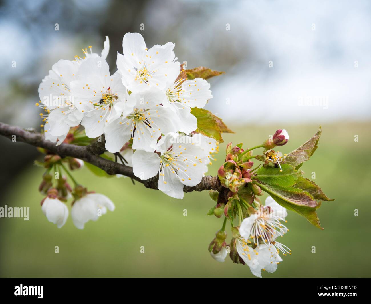 Cherry blossom in spring Stock Photo - Alamy