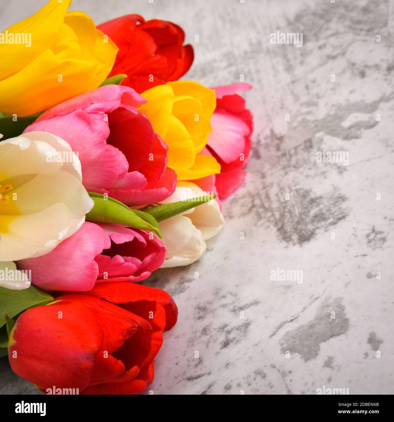 A bouquet of fresh, bright, multi-colored tulips on a light gray ...
