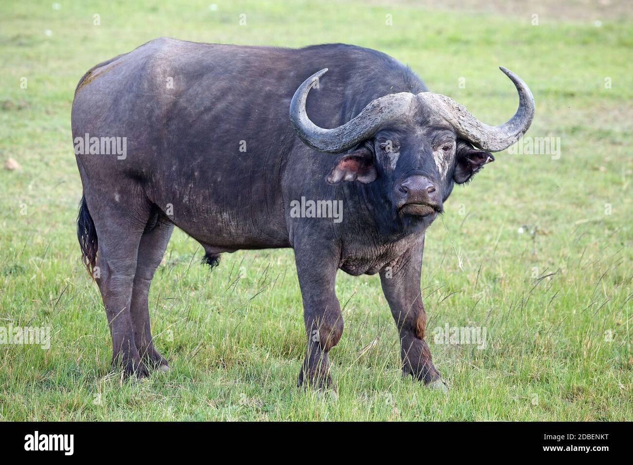 Sub Saharan African High Resolution Stock Photography and Images - Alamy