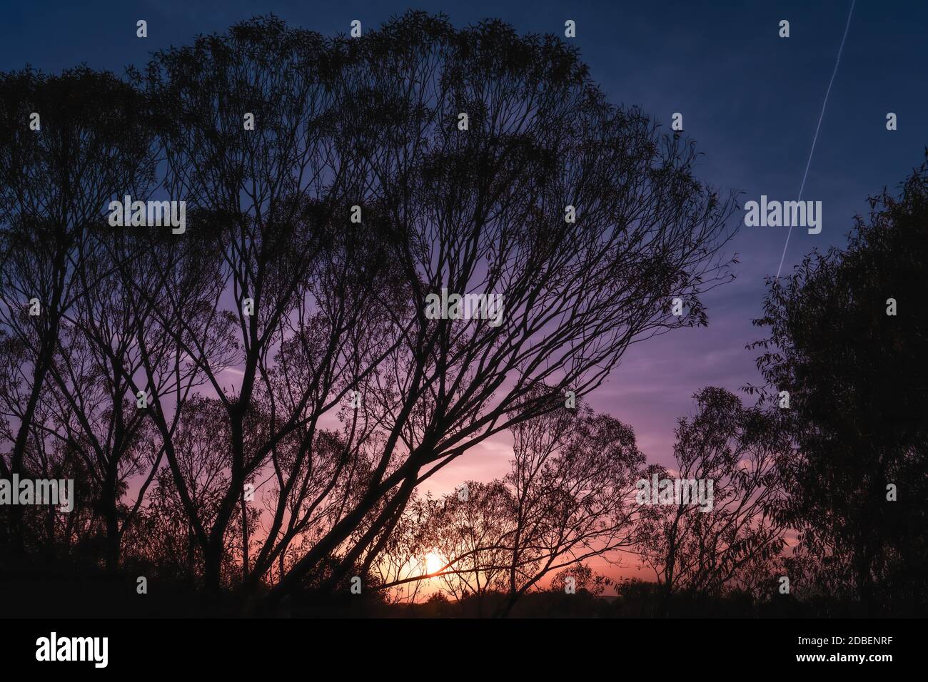 A beautiful pink sunset in the silhouette of trees and bushes Stock ...