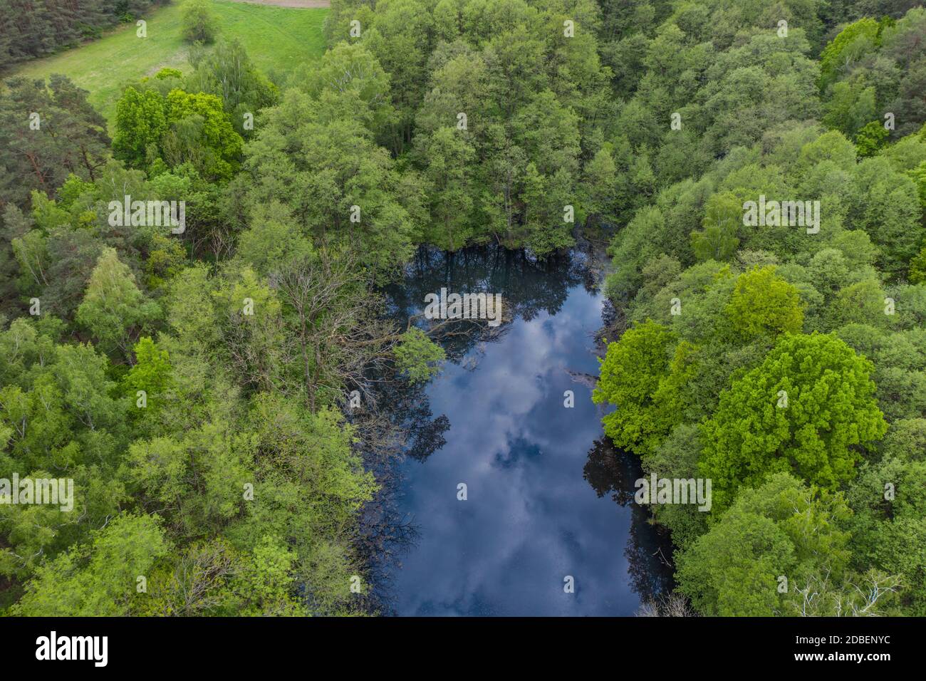 a forest lake nestled in a deciduous forest in spring - aerial view ...