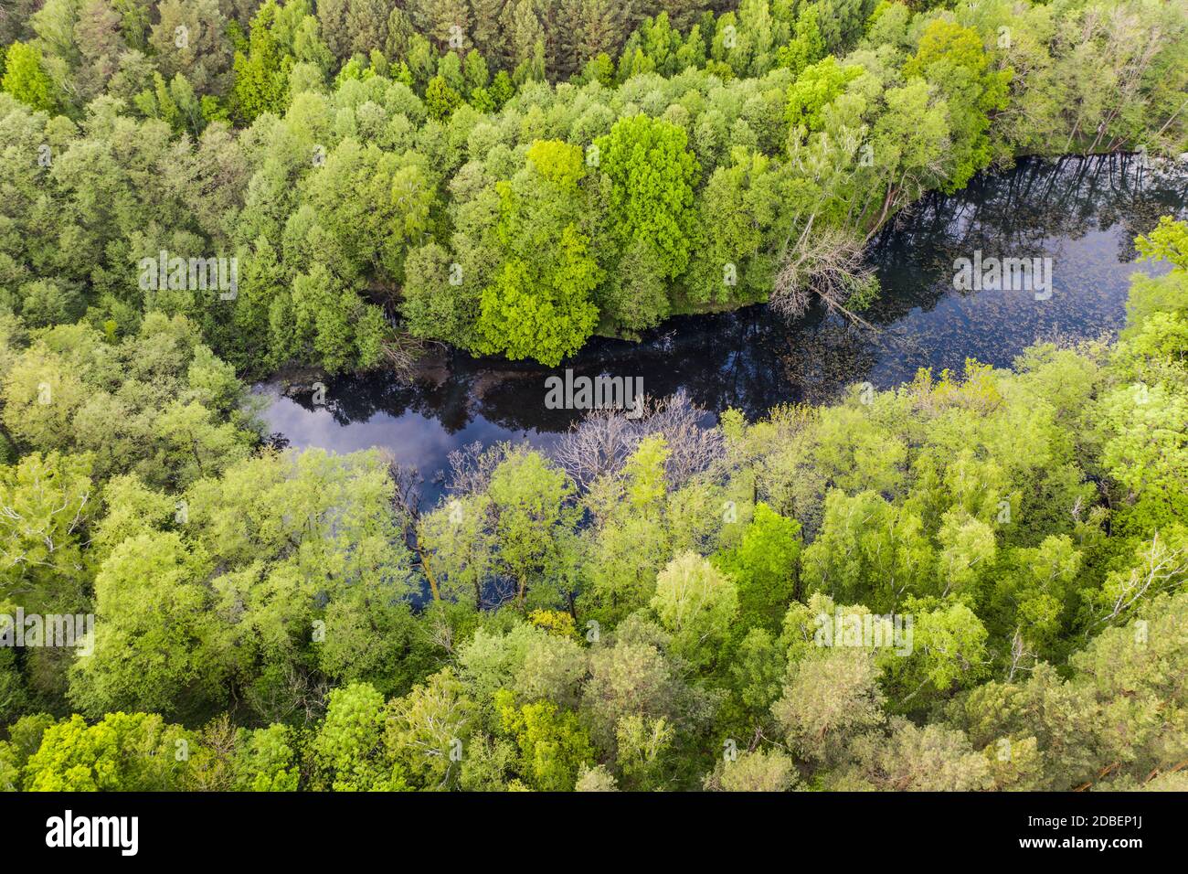 a forest lake nestled in a deciduous forest in spring - aerial view ...