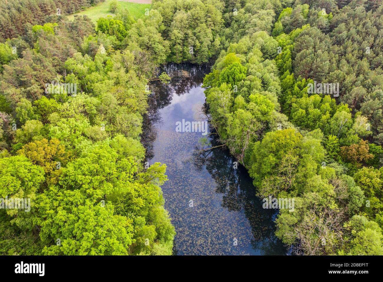 Deciduous forest spring hi-res stock photography and images - Alamy