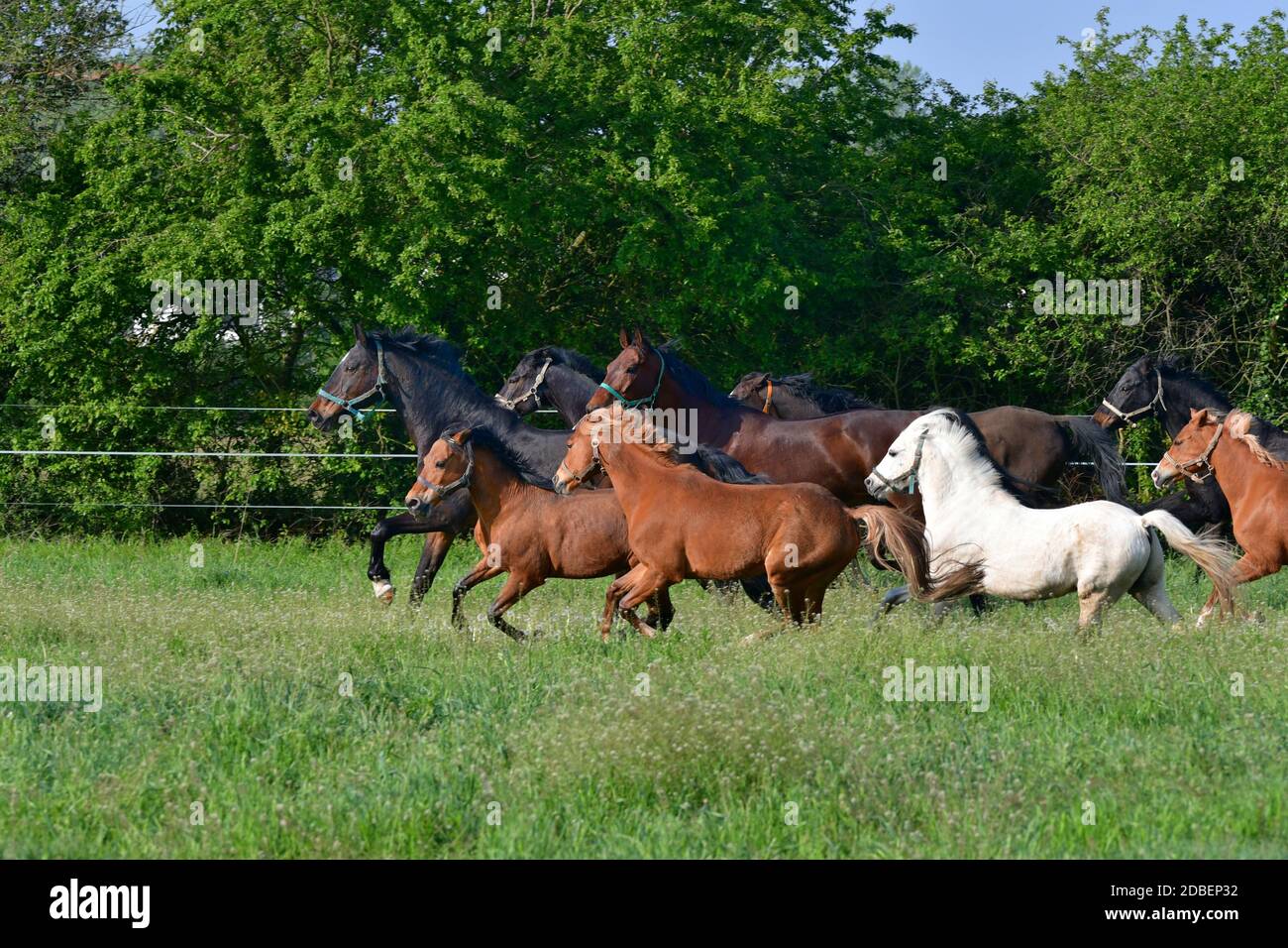 Horse of many colors hi-res stock photography and images - Alamy