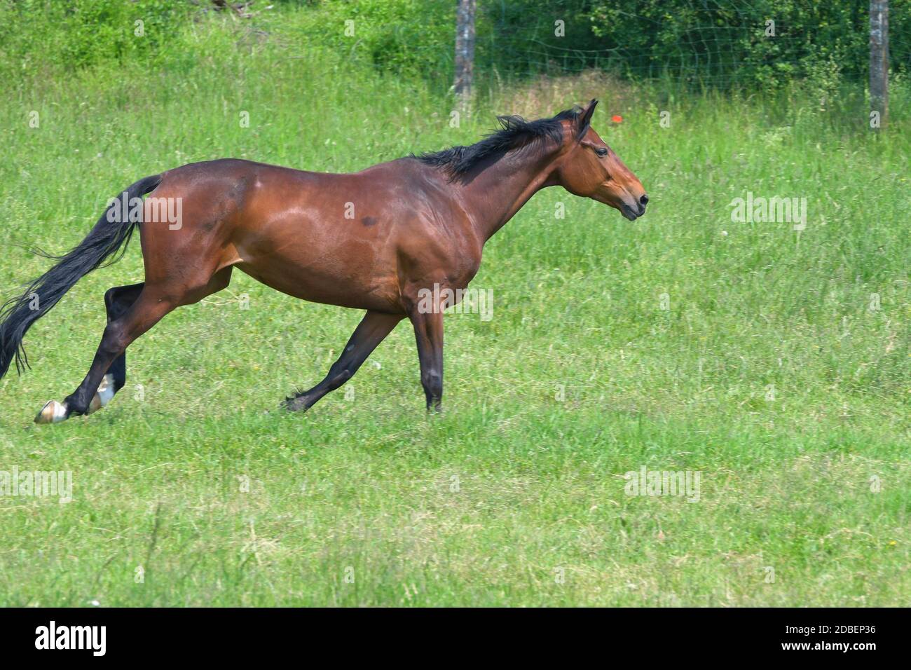 A bay mare in a green meadow showing the footfall sequence at a canter ...