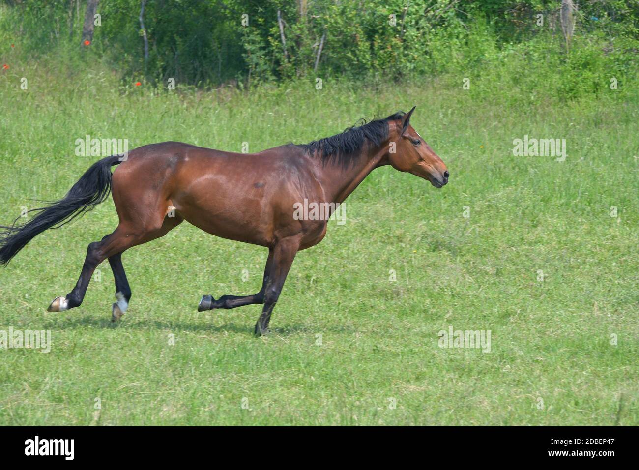 Canter sequence hi-res stock photography and images - Alamy