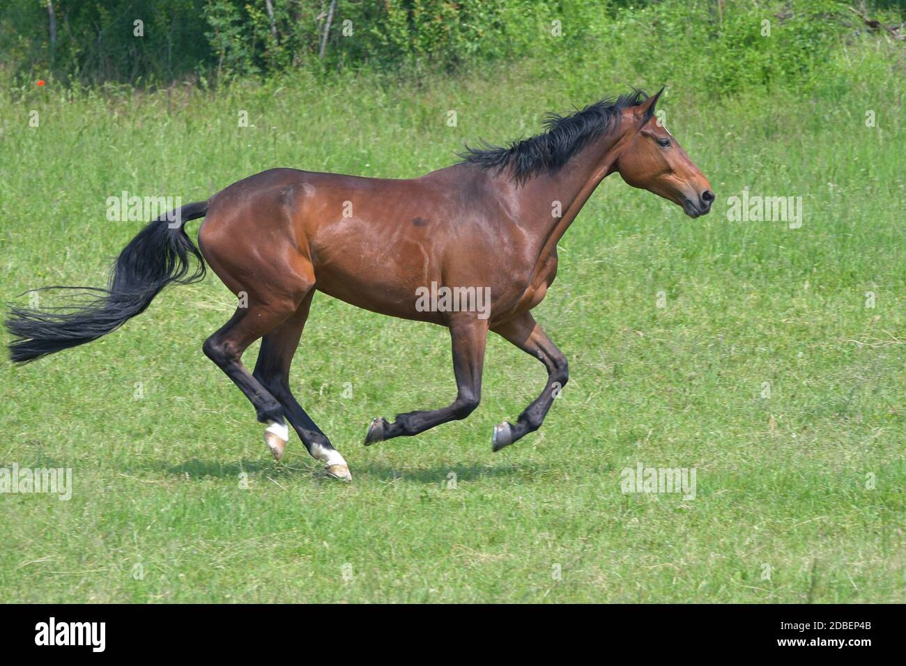 Horse gait sequence hi-res stock photography and images - Alamy
