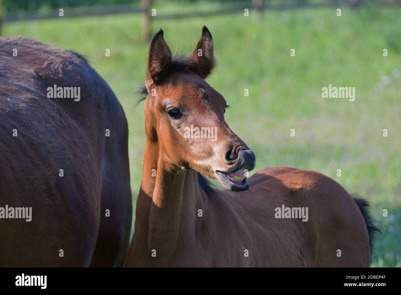 Portrait of a cute bay warmblood filly, flehming and curling its upper ...