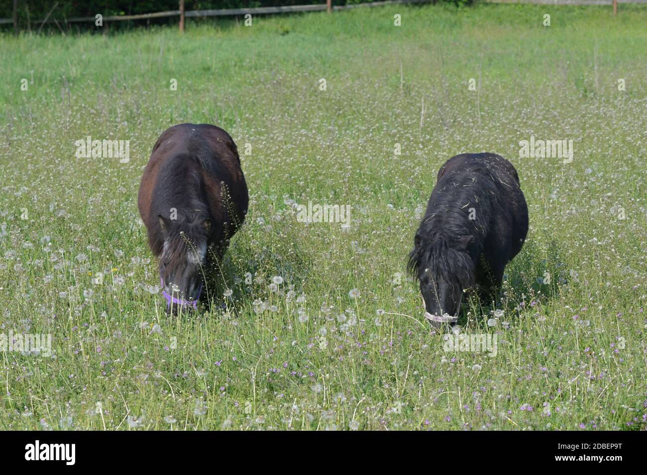Two cute Shetland ponies grazing in a green flowering meadow with lots ...