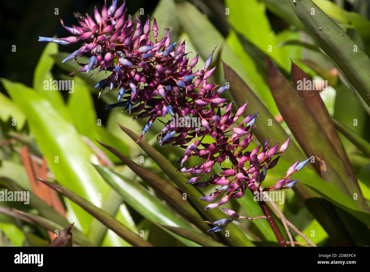 Sydney Australia, pink and purple flower stem of a bromeliad plant ...