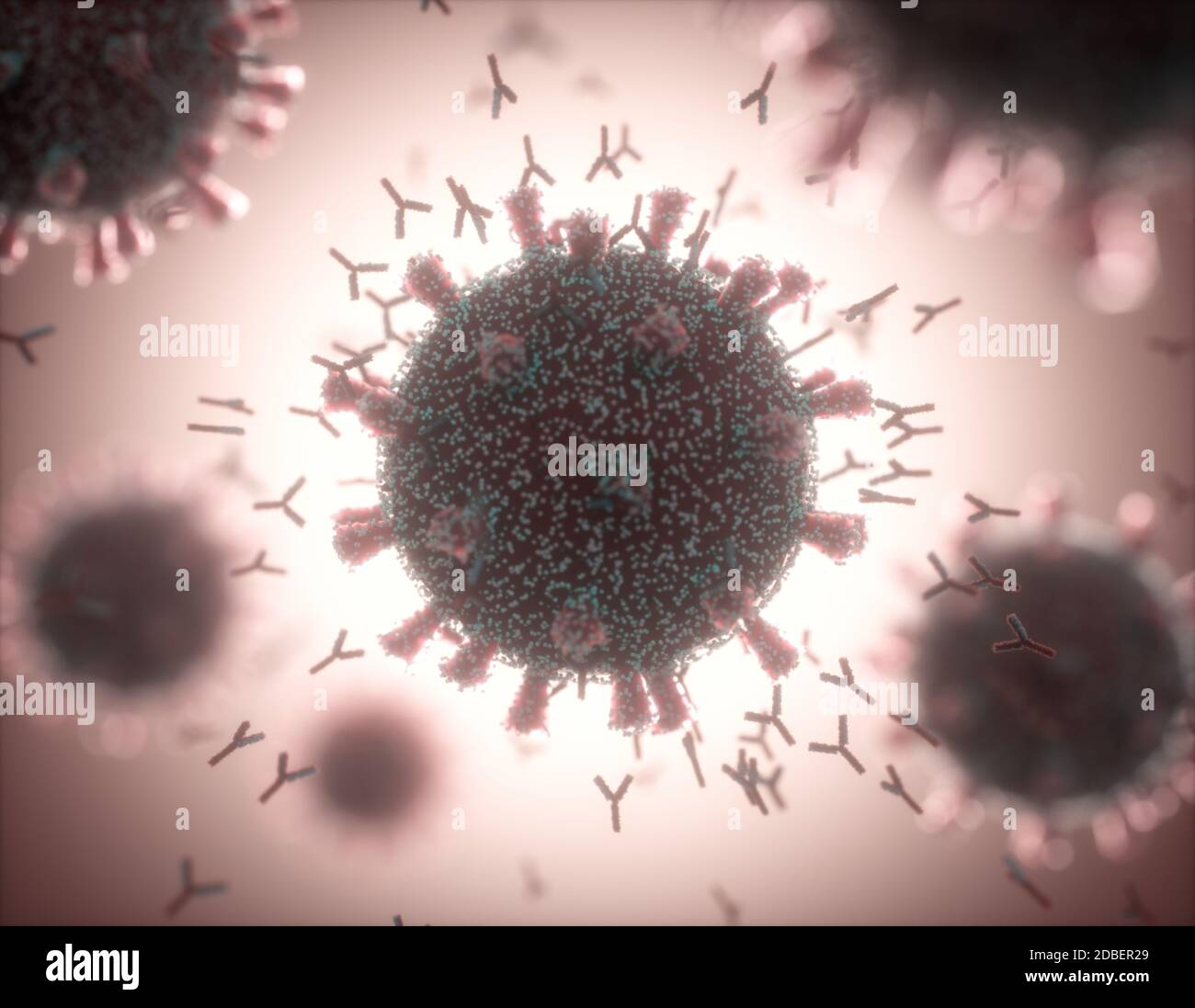 Antibody antibodies antivirus vaccination hi-res stock photography and ...