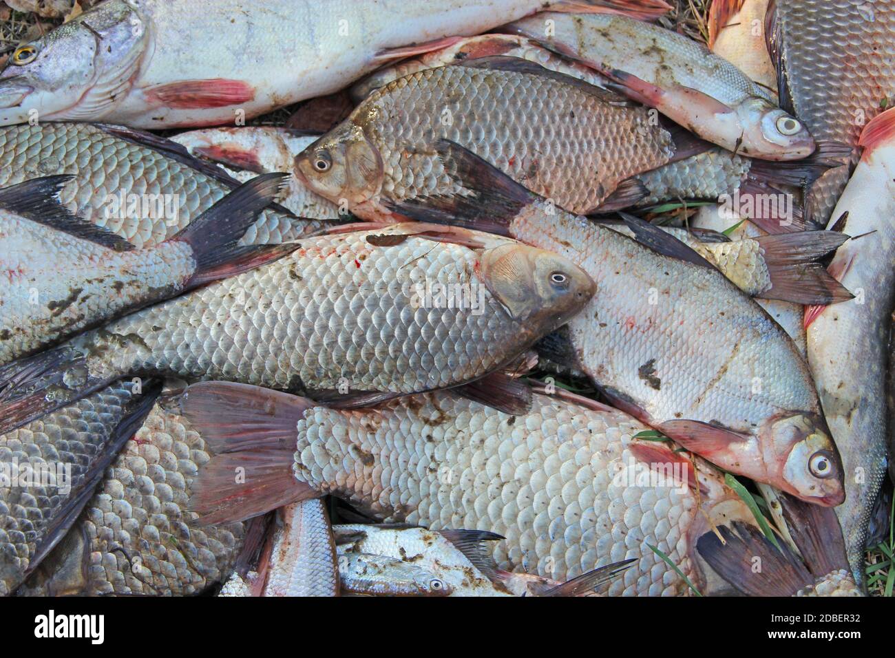 Caught crucians on green grass. Successful fishing. Heap of Carassius ...