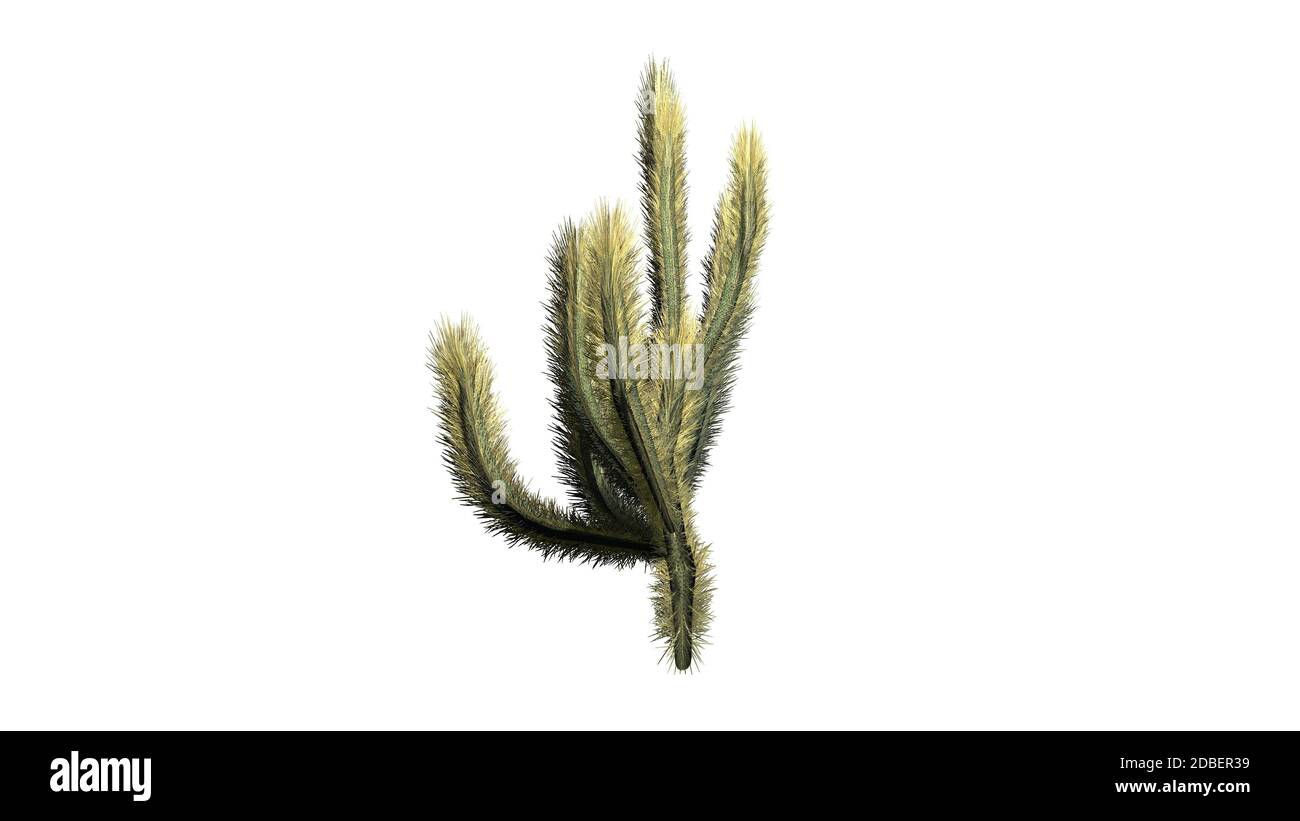 Blue cactus plant Cut Out Stock Images & Pictures - Alamy