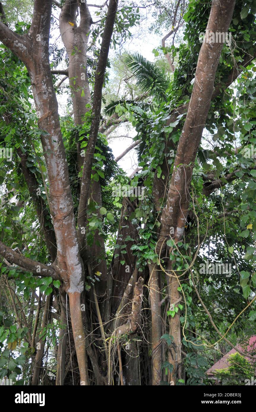 old tree on Bohol in the Philippines Stock Photo - Alamy