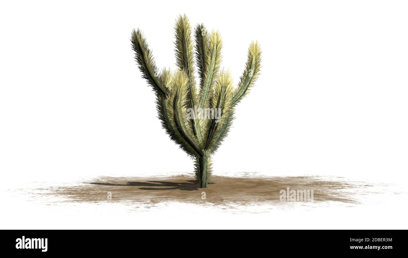 Cholla Cactus on white background Stock Photo - Alamy