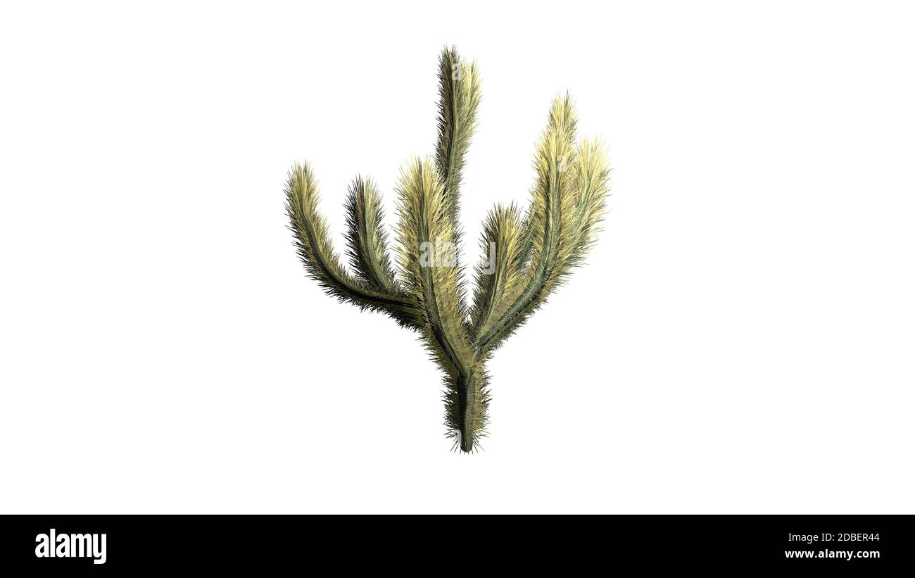 Cholla Cactus on white background Stock Photo - Alamy