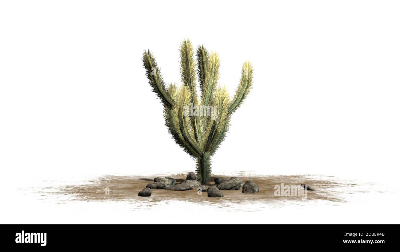 Beauty of cactus Cut Out Stock Images & Pictures - Alamy