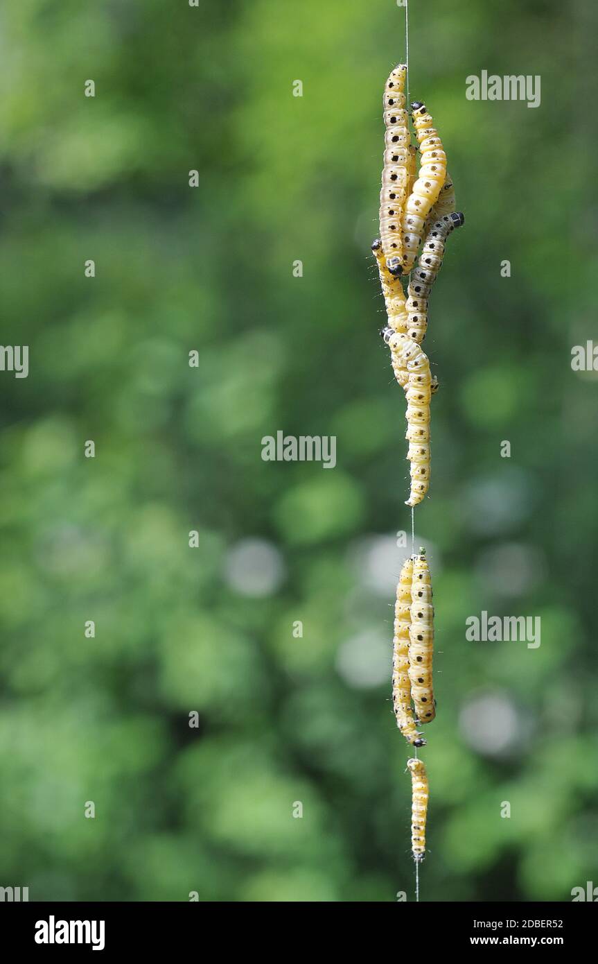 caterpillar of a web moth Stock Photo - Alamy