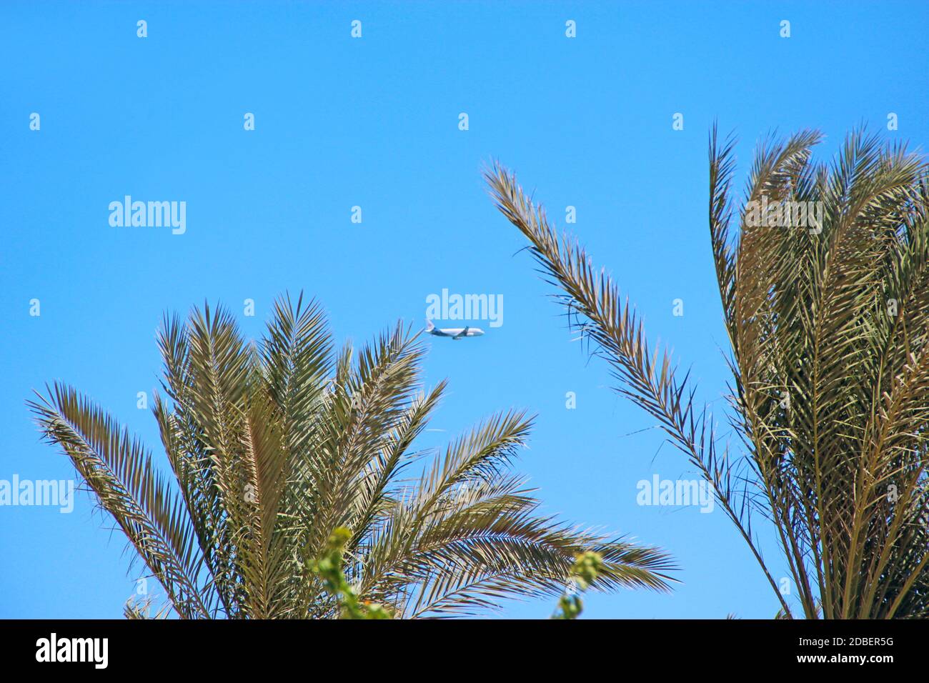 Plane flying high in sky. View to plane between branch of palm trees ...