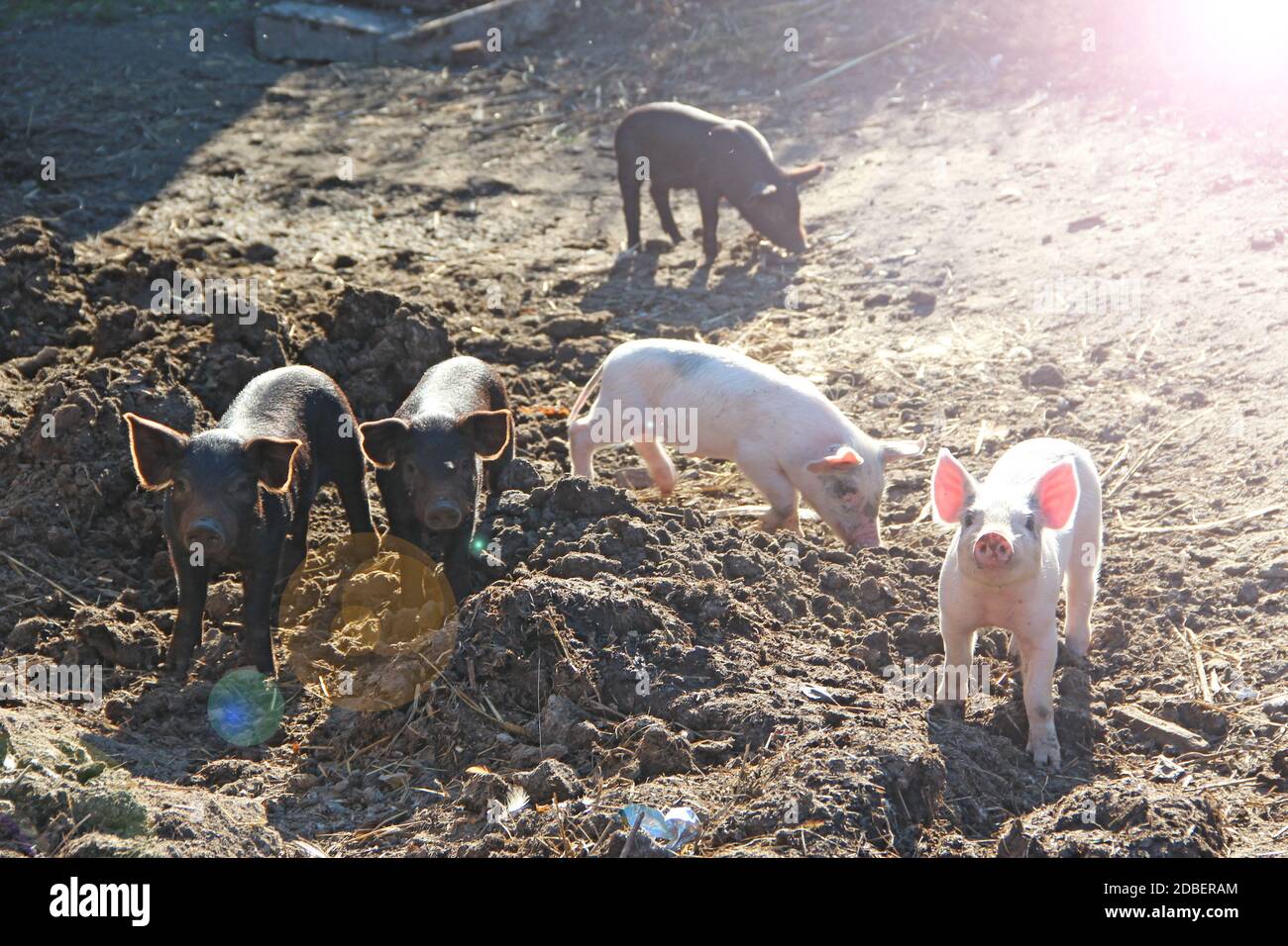 Piglets playing and jolly run in farm yard. Funny pigs in sunny rays ...