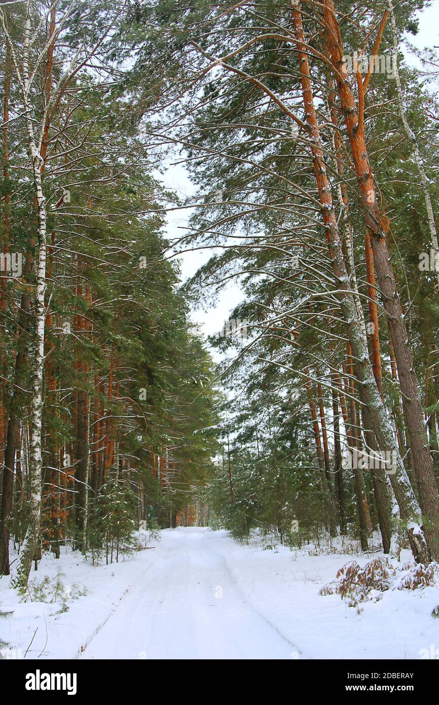 Snowy road in winter pine forest. Pine forest in winter. Walk through ...