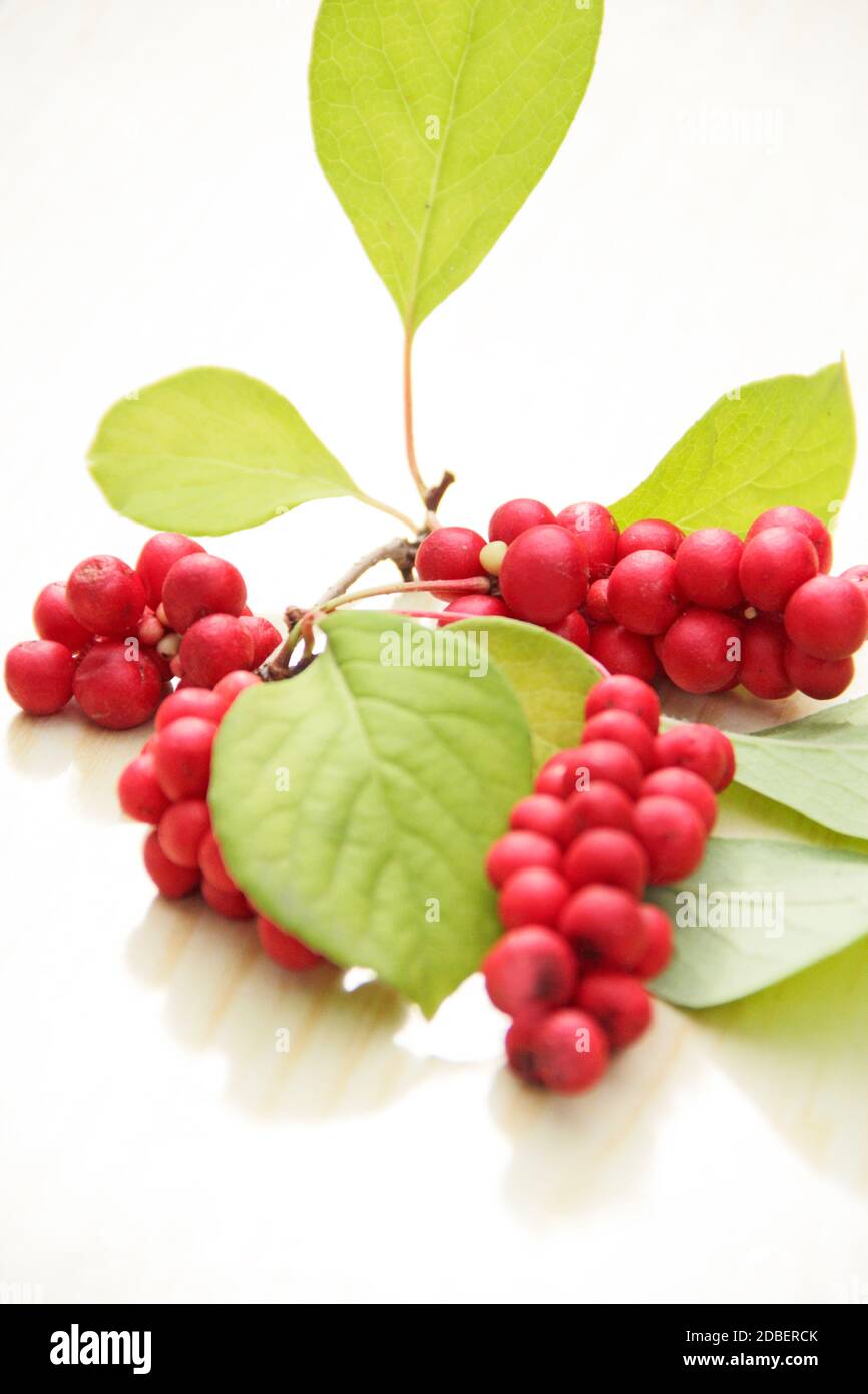 Branches of red schisandra. Clusters of ripe schizandra. Crop of useful ...