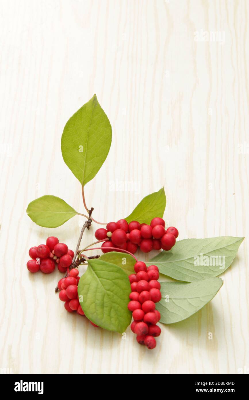 Branches of red schisandra. Clusters of ripe schizandra. Crop of useful ...