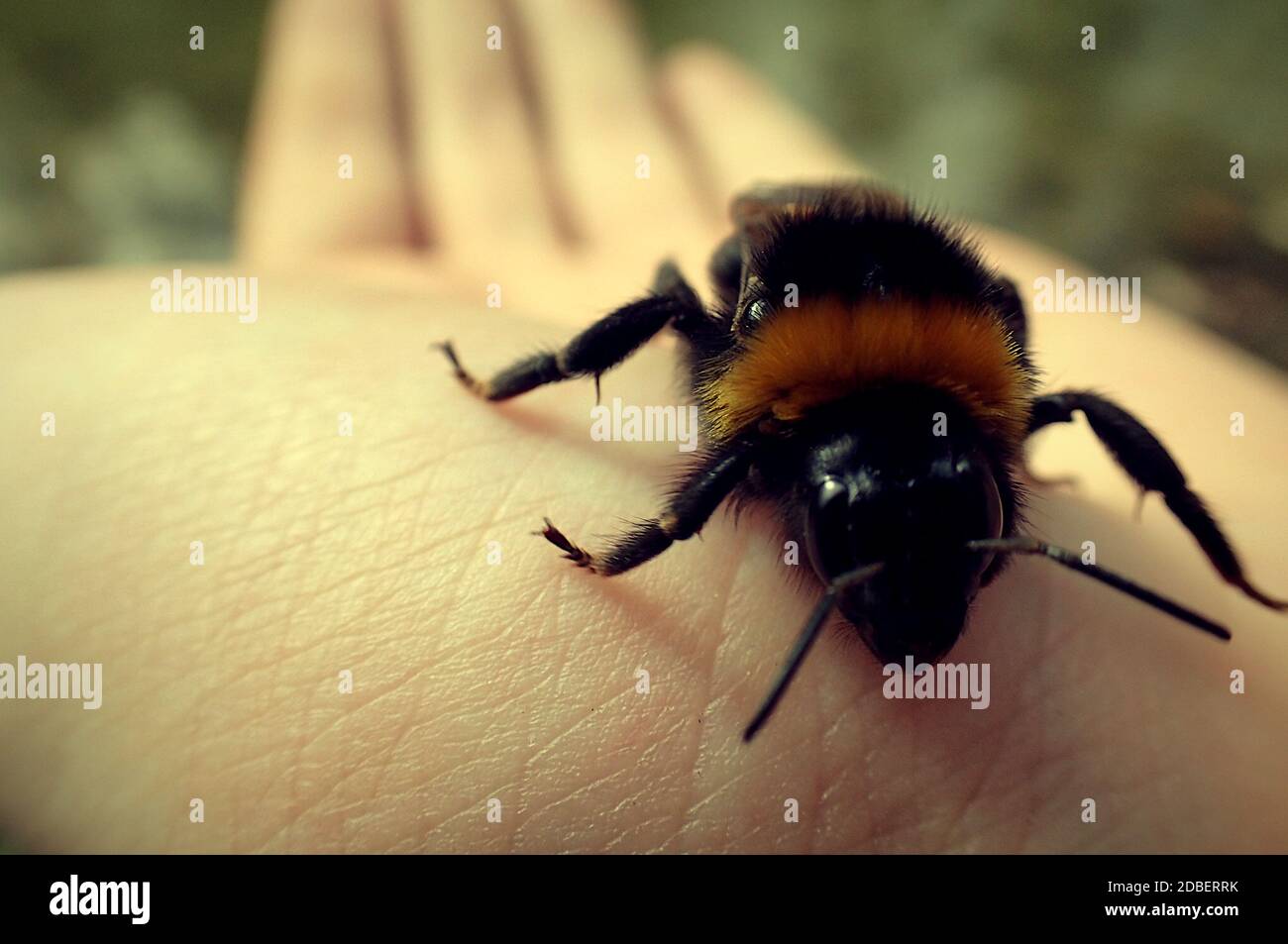 Bee on a hand Stock Photo - Alamy
