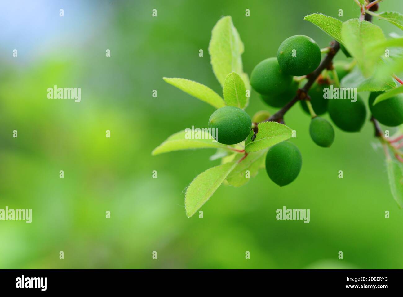 Green Blackthorn fruits Sloe Or Prunus Spinosa On Tree Branch Stock ...