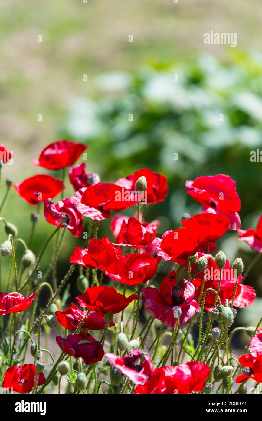 red poppy Stock Photo - Alamy